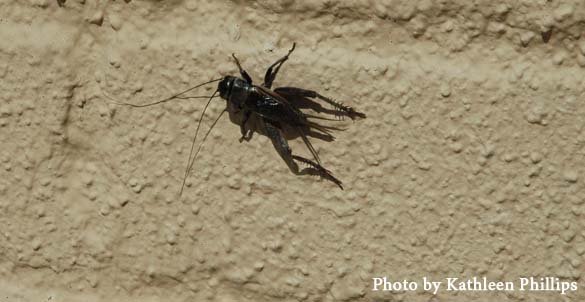 Cricket invasion hits parts of East and Central Texas - Texas IPM Program