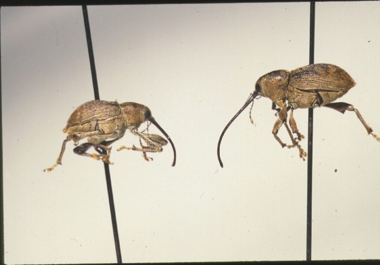 Pecan weevils’ range growing warns AgriLife Extension expert - Texas ...